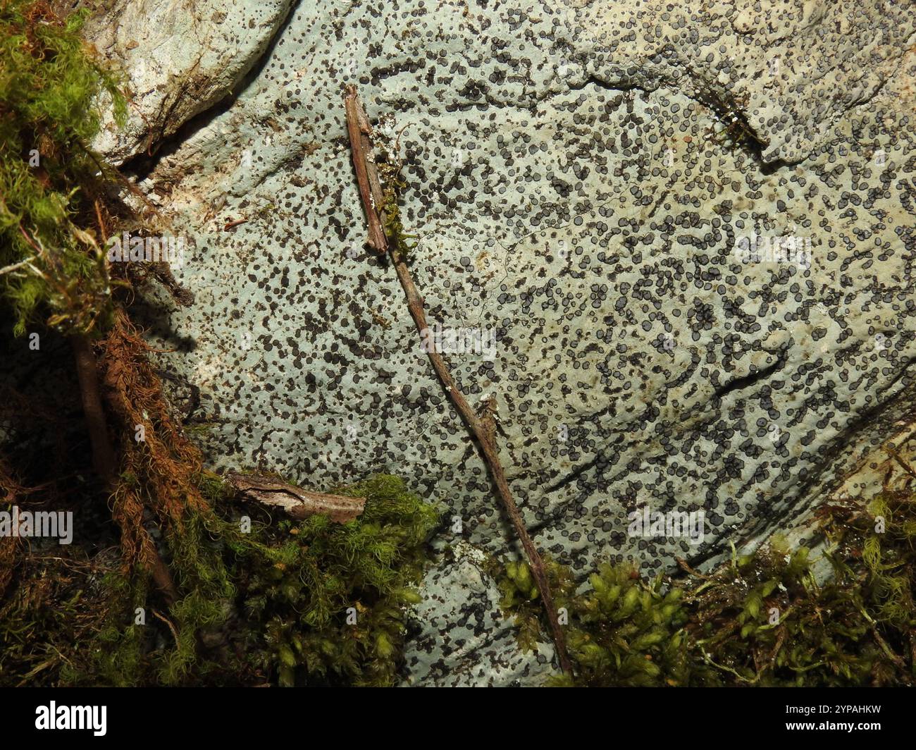 common lichens (Lecanoromycetes Stock Photo - Alamy