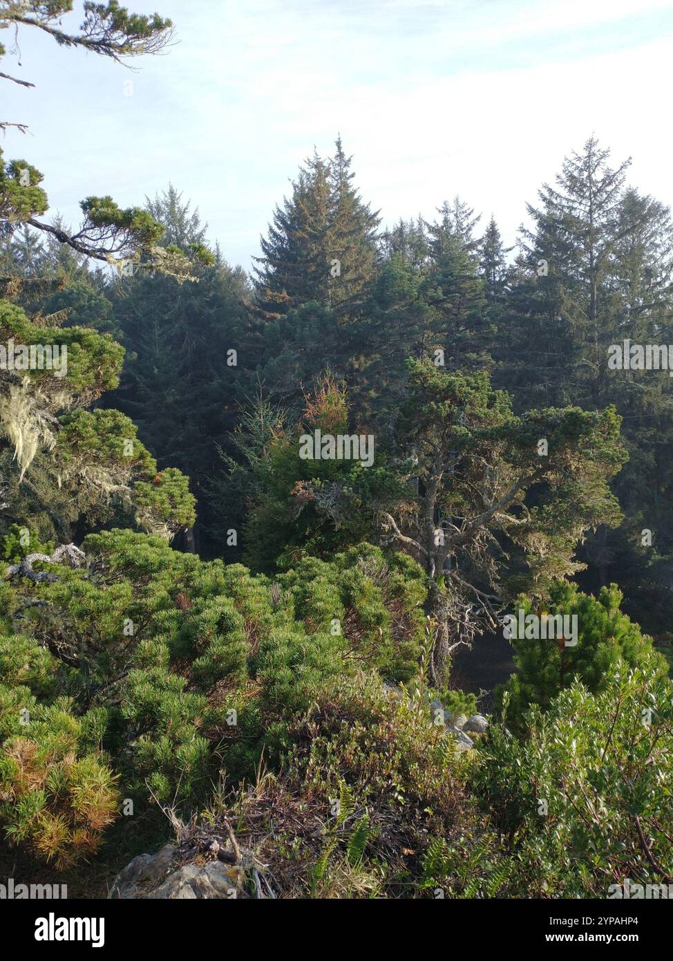 Shore Pine (Pinus contorta contorta Stock Photo - Alamy