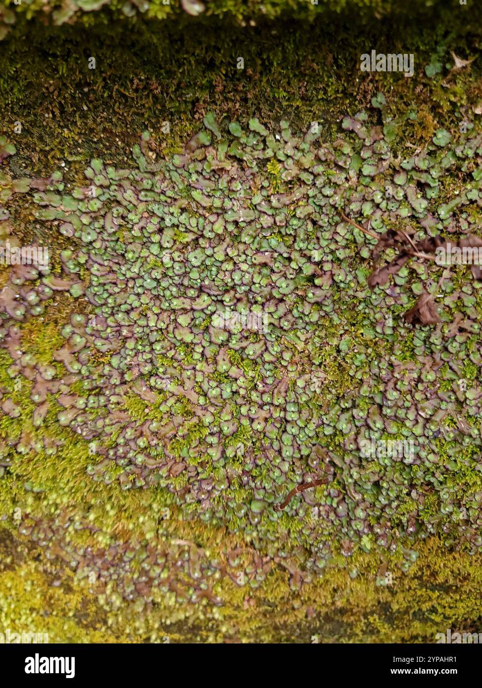 Hemisphaeric Liverwort (Reboulia hemisphaerica Stock Photo - Alamy