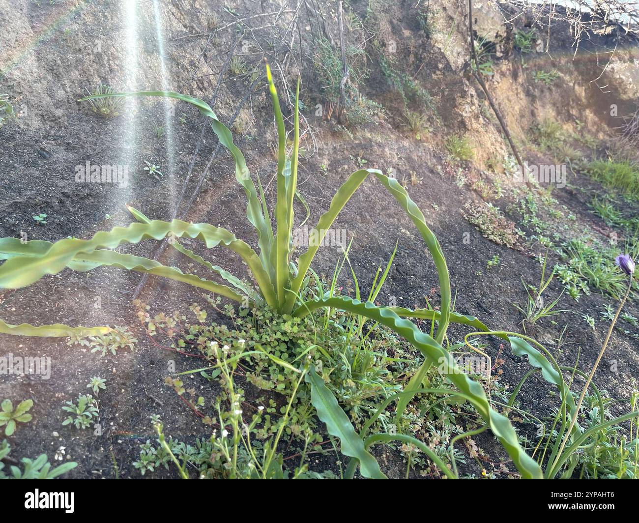 wavy-leafed soap plant (Chlorogalum pomeridianum Stock Photo - Alamy