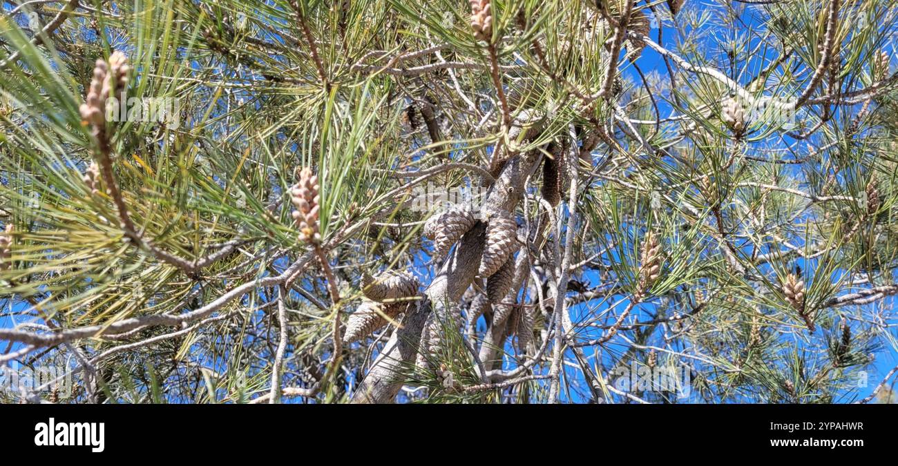 knobcone pine (Pinus attenuata Stock Photo - Alamy