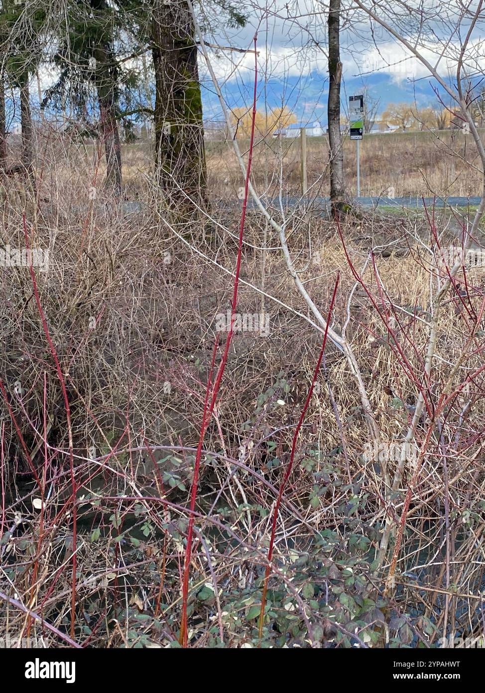 red osier dogwood (Cornus sericea Stock Photo - Alamy