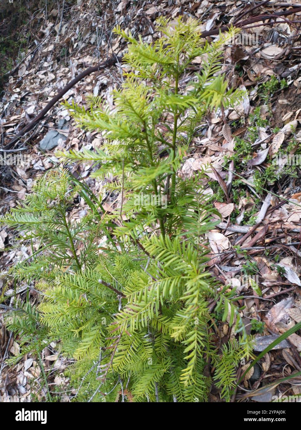 coast redwood (Sequoia sempervirens Stock Photo - Alamy