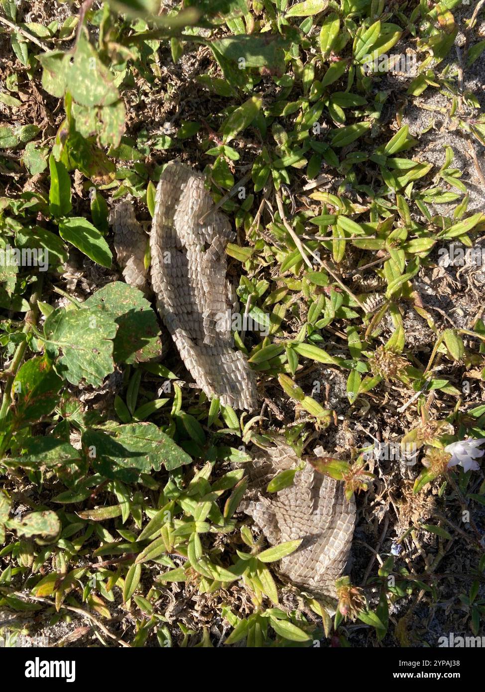 Northern Curly-tailed Lizard (Leiocephalus carinatus Stock Photo - Alamy