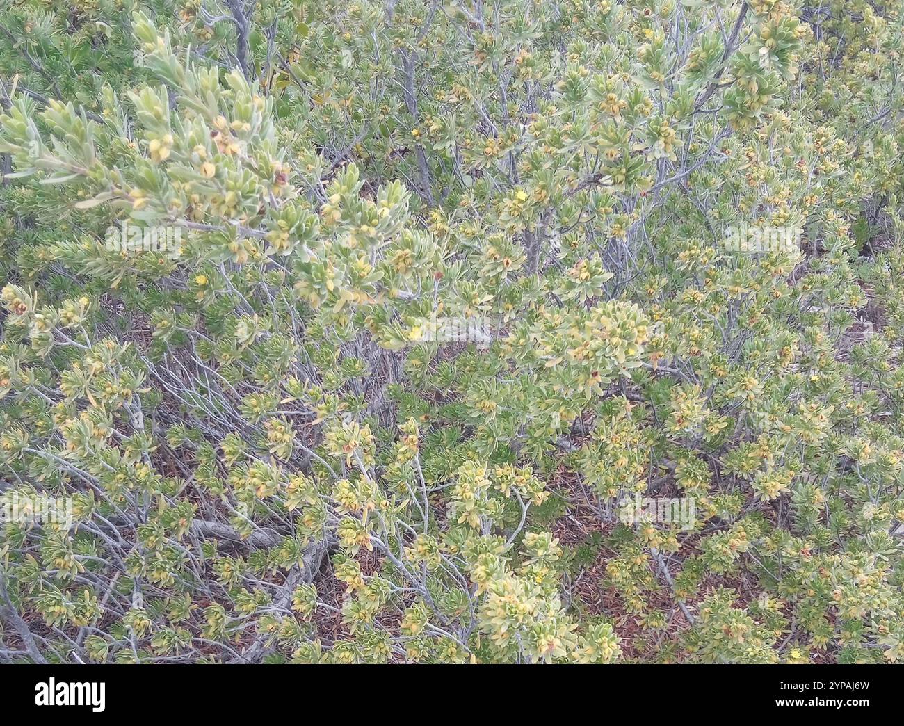 Baycedar (Suriana maritima Stock Photo - Alamy
