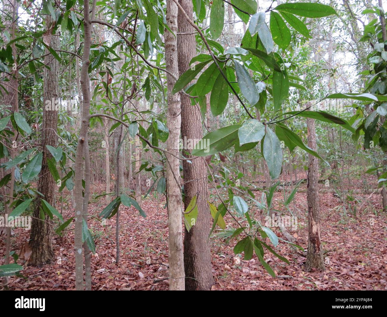southern magnolia (Magnolia grandiflora Stock Photo - Alamy