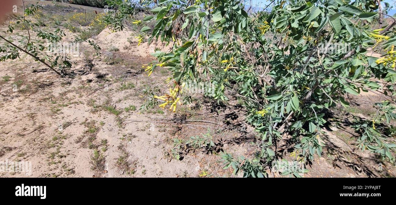 tree tobacco (Nicotiana glauca Stock Photo - Alamy