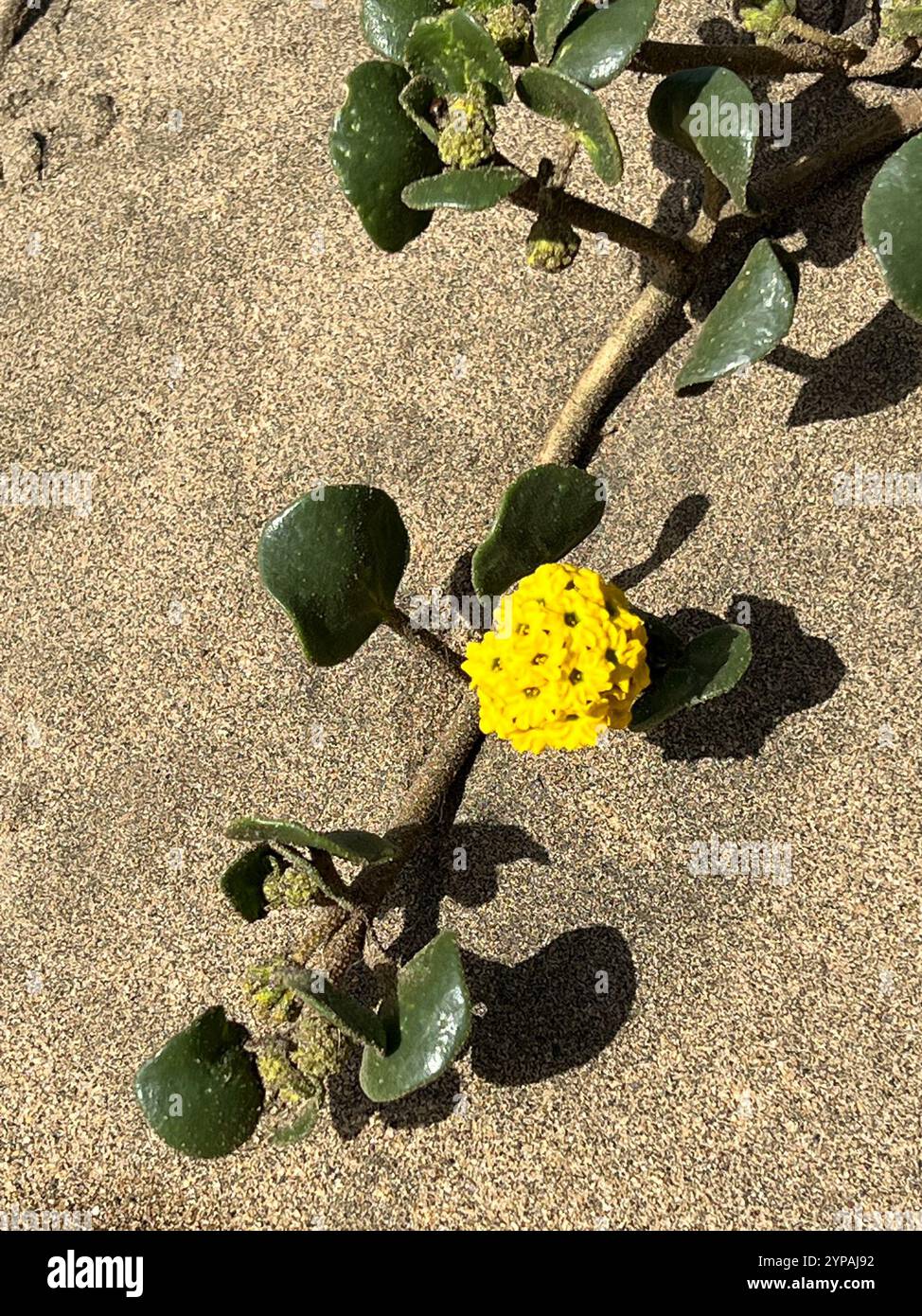 Yellow Sand Verbena (Abronia latifolia Stock Photo - Alamy
