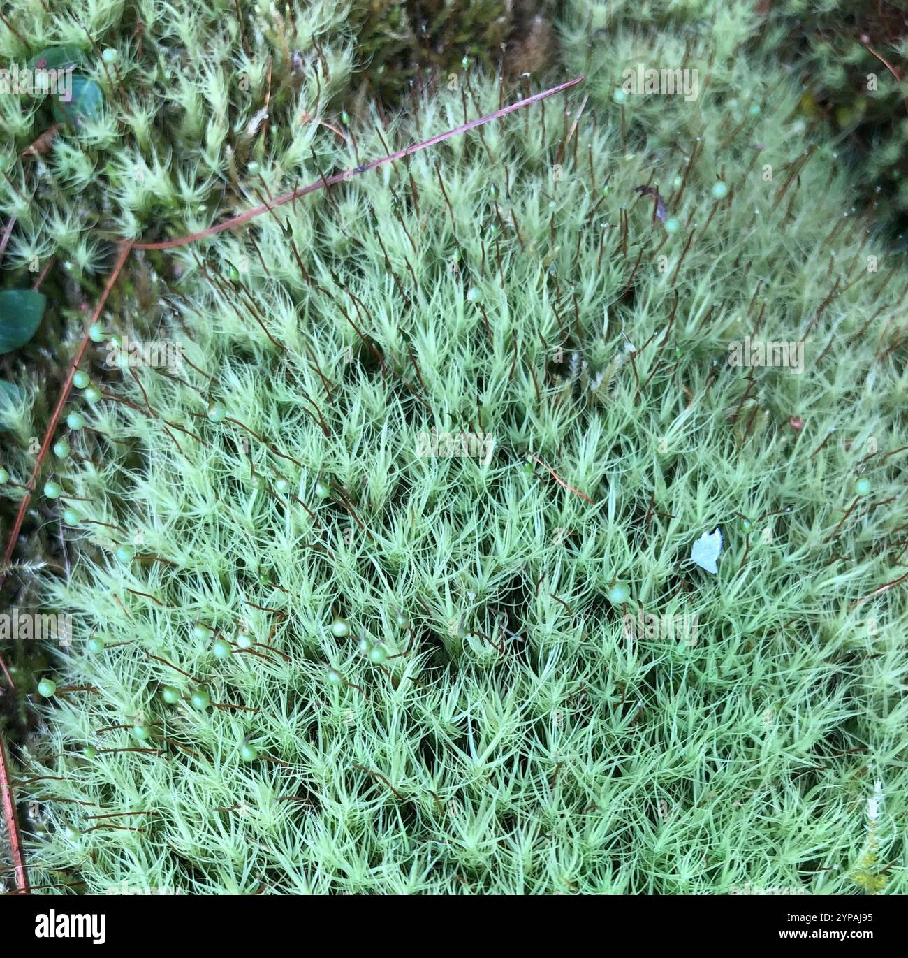 Common Apple-moss (Bartramia pomiformis Stock Photo - Alamy