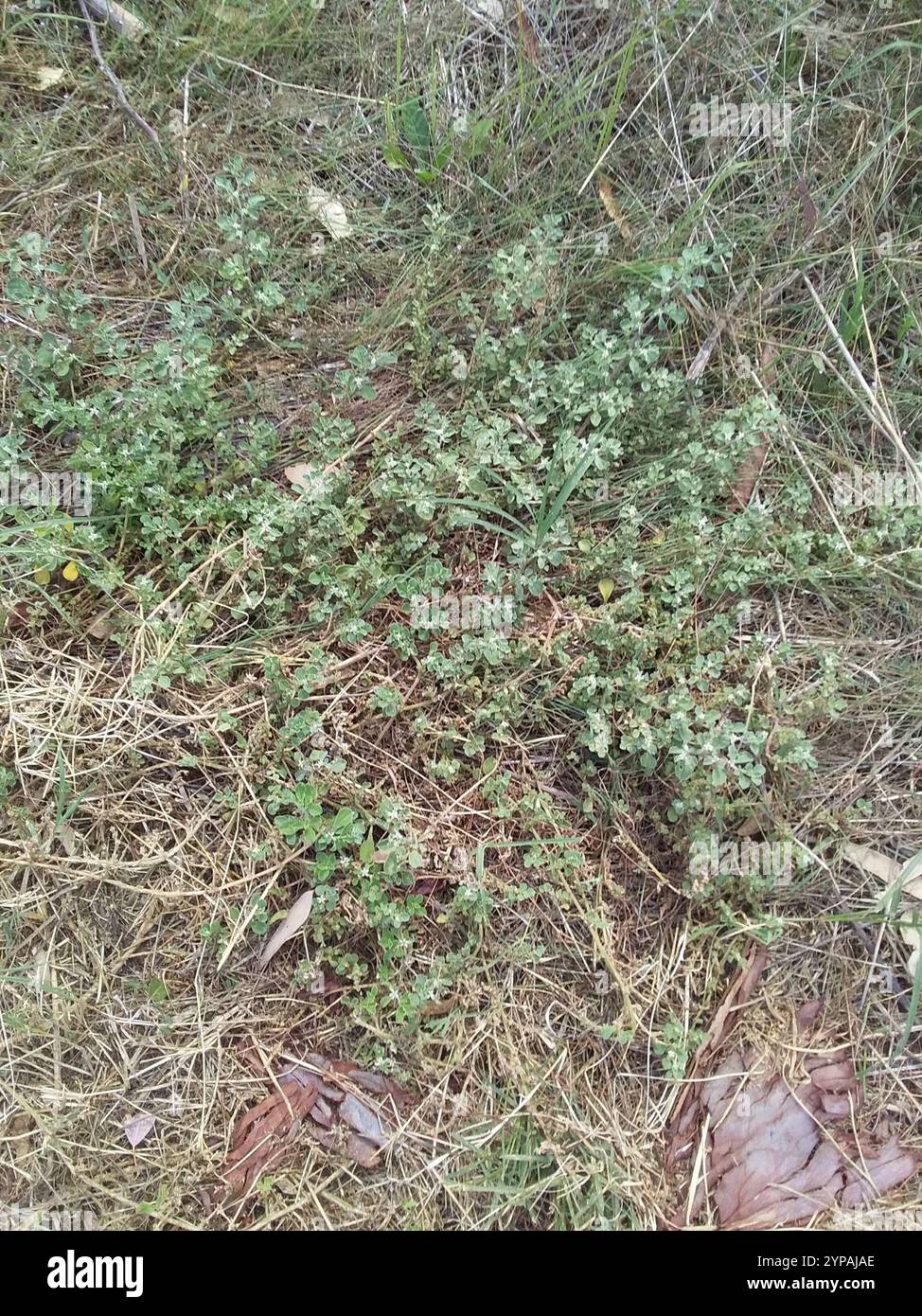 Coastal Galenia (Aizoon pubescens Stock Photo - Alamy