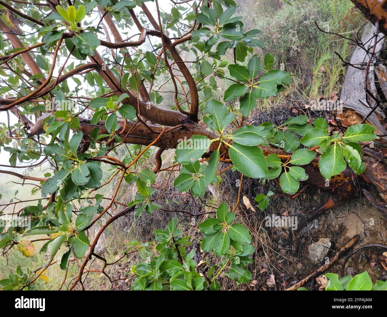 Pacific madrone (Arbutus menziesii Stock Photo - Alamy