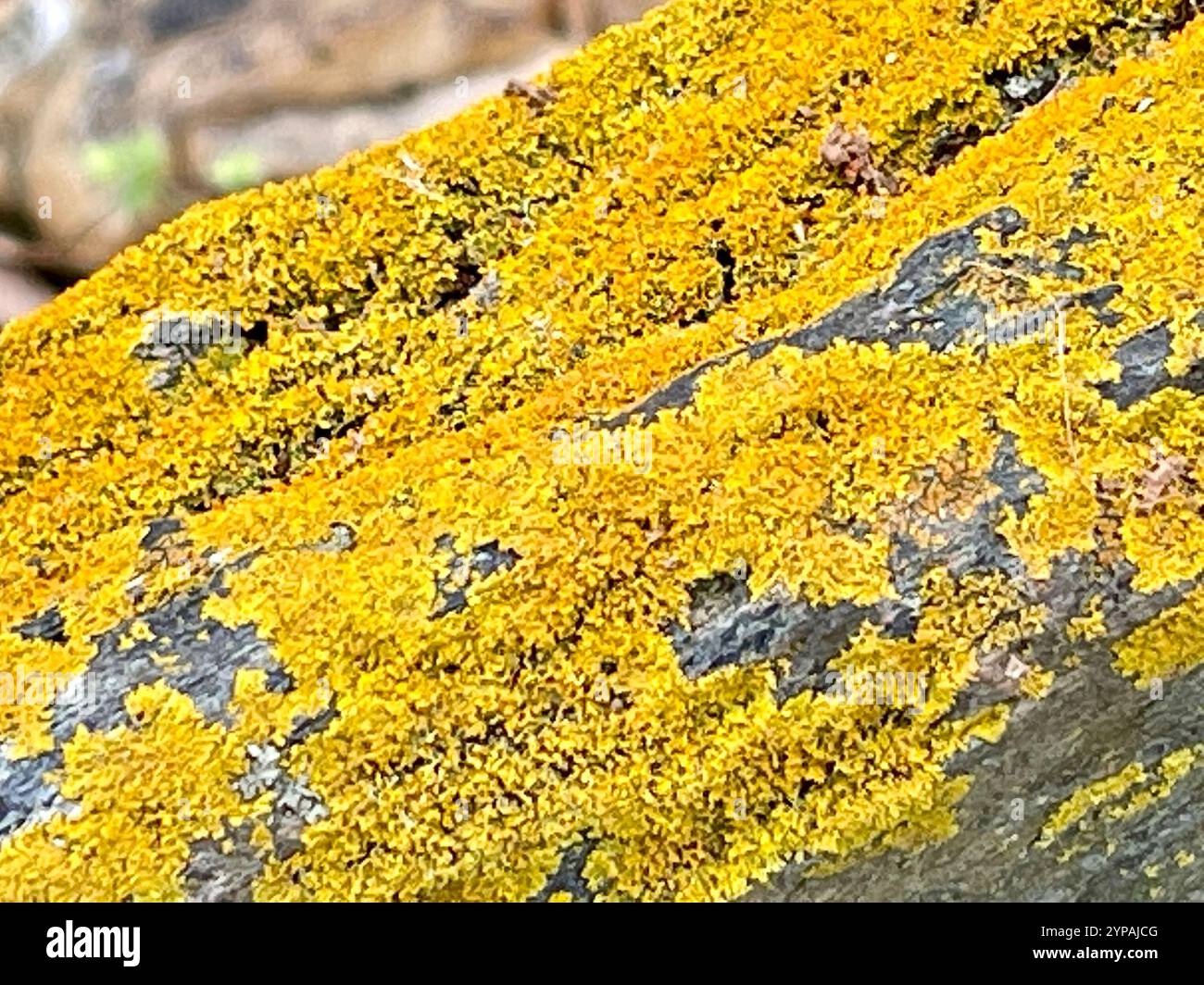 gold dust lichen (Chrysothrix candelaris Stock Photo - Alamy