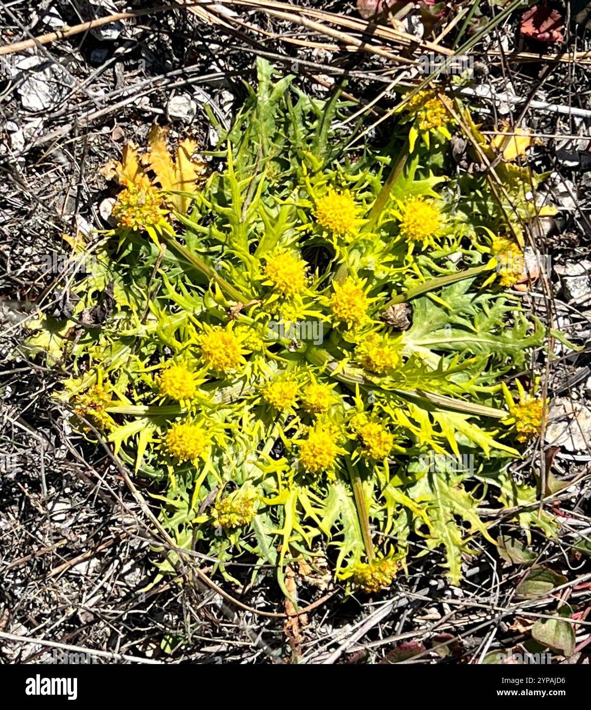 Sanicula arctopoides hi-res stock photography and images - Alamy