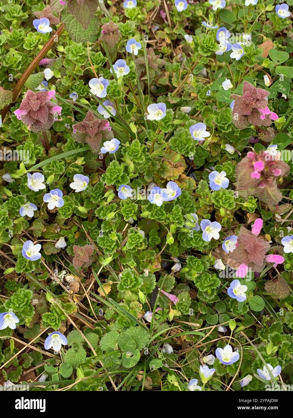 bird's-eye speedwell (Veronica persica Stock Photo - Alamy