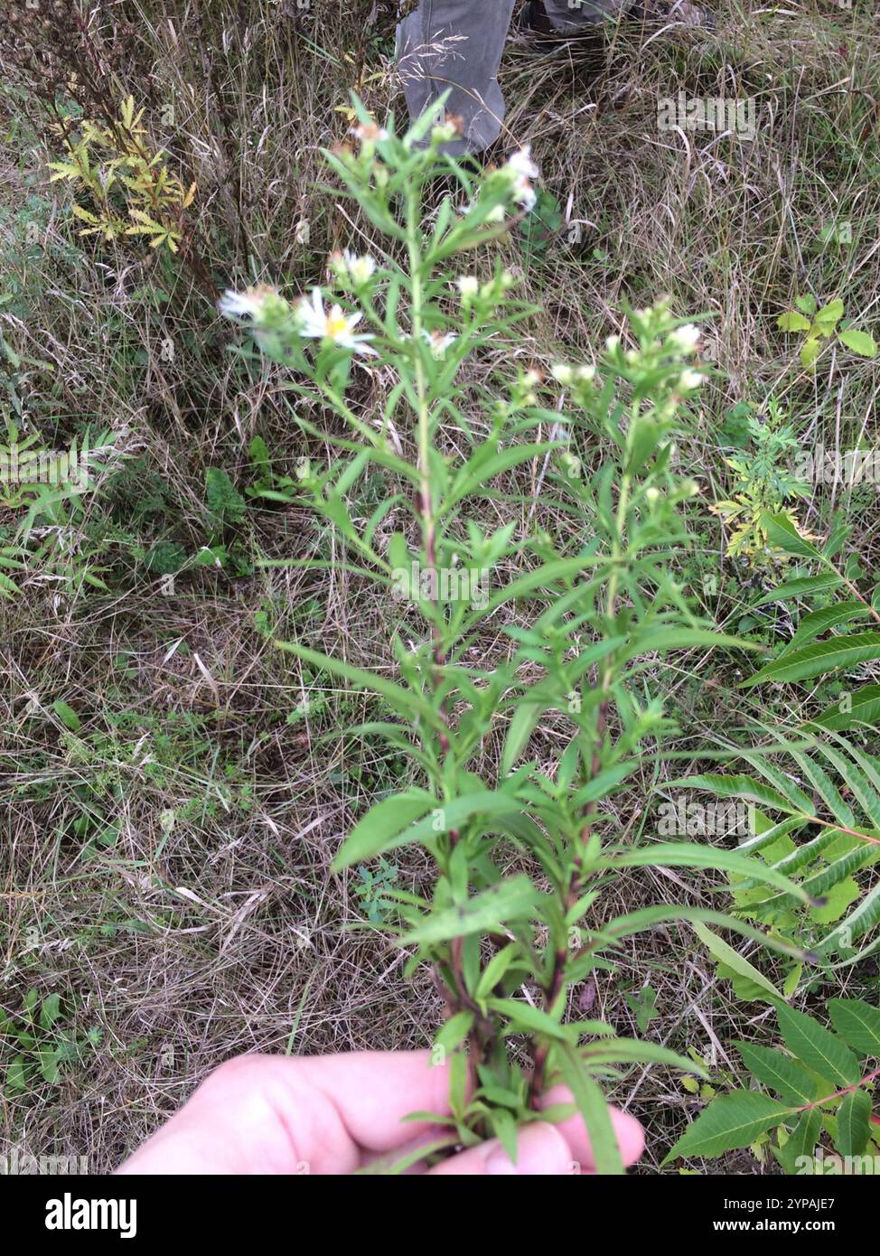 common panicled aster (Symphyotrichum lanceolatum lanceolatum Stock ...