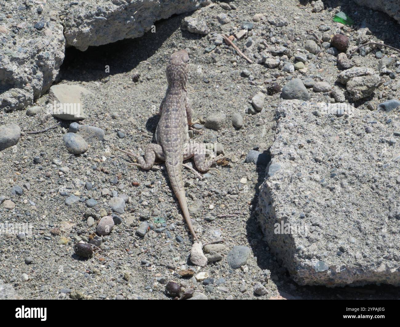 Hispaniolan Dune Curlytail Lizard (Leiocephalus sixtoi Stock Photo - Alamy