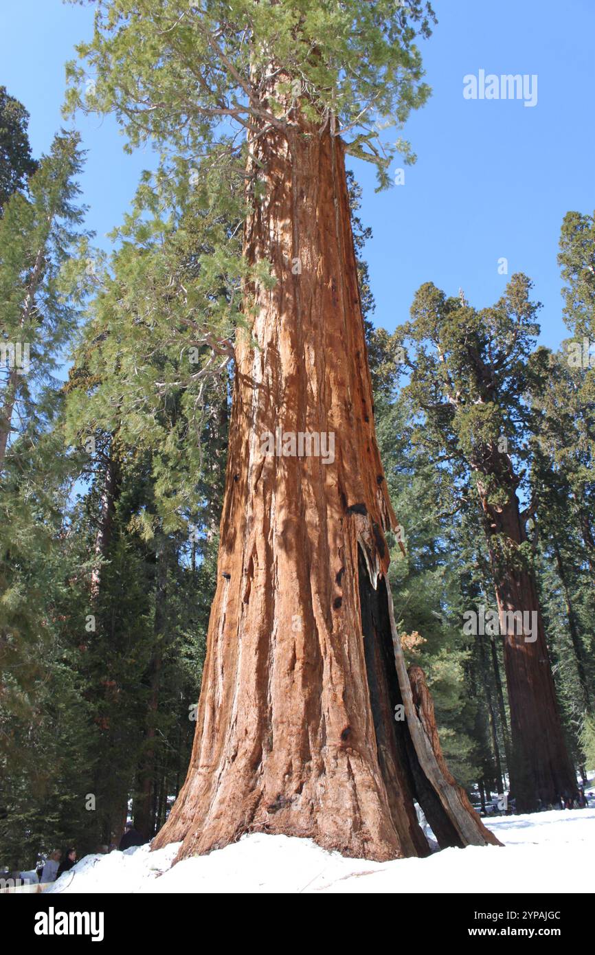 giant sequoia (Sequoiadendron giganteum Stock Photo - Alamy