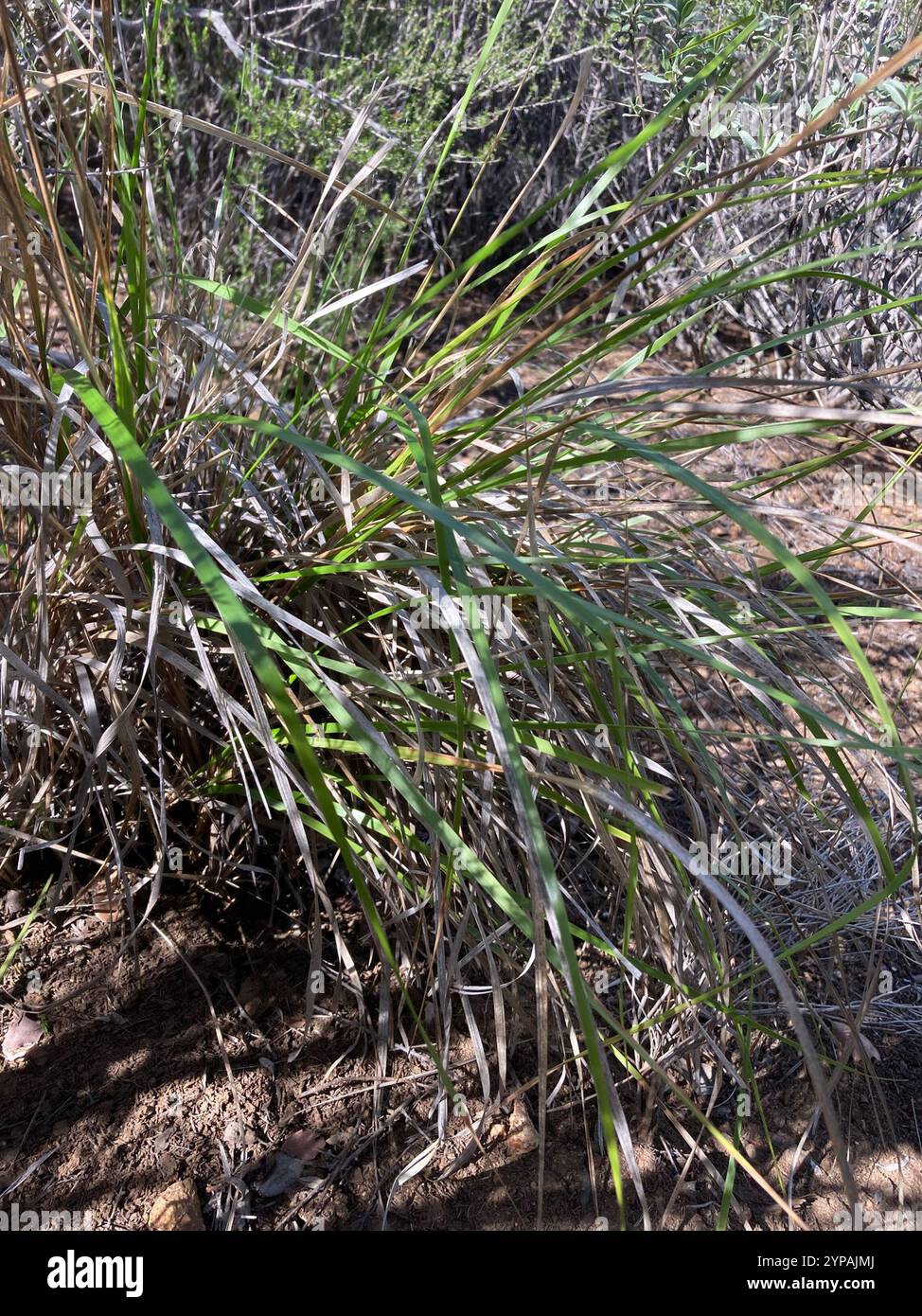 grasses, sedges, cattails, and allies (Poales Stock Photo - Alamy