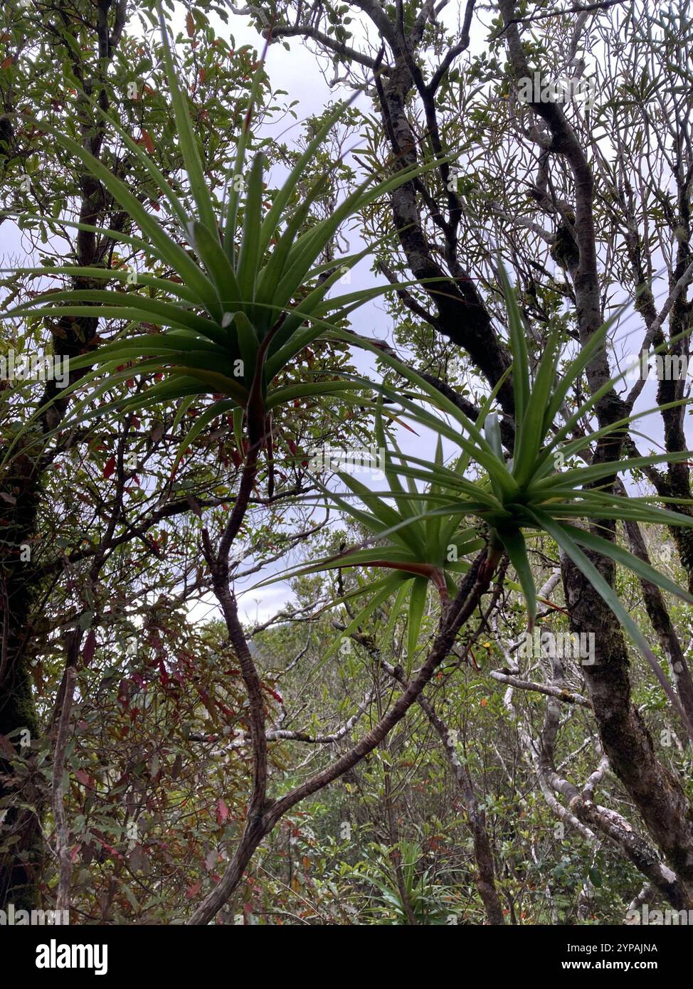 Neinei (Dracophyllum latifolium Stock Photo - Alamy
