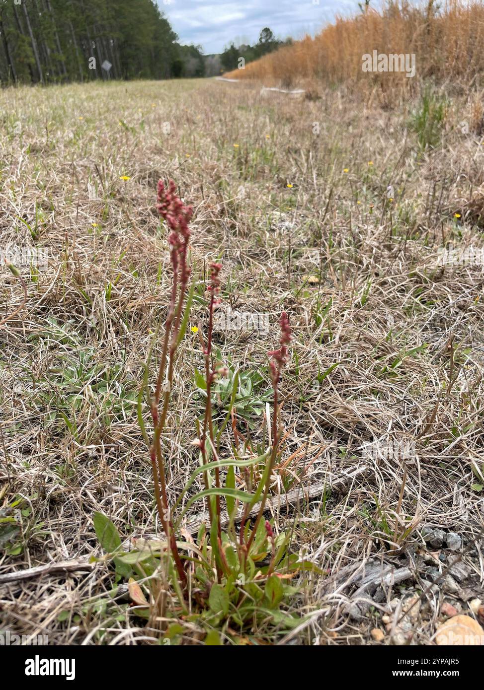 Hastate-leaved dock (Rumex hastatulus Stock Photo - Alamy