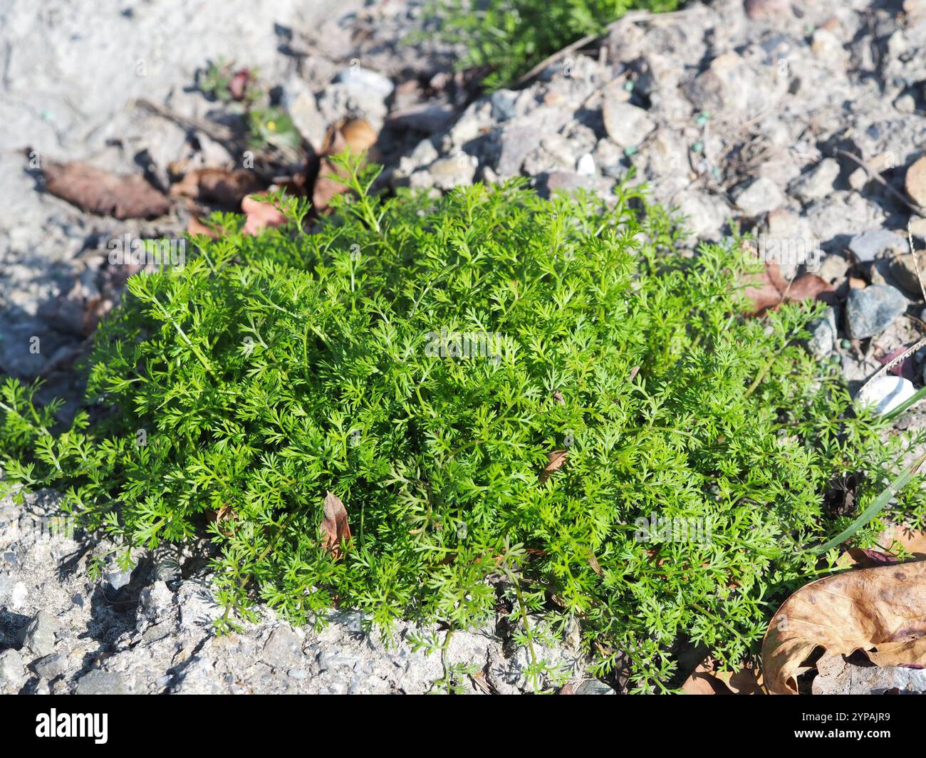 Burweed hi-res stock photography and images - Alamy