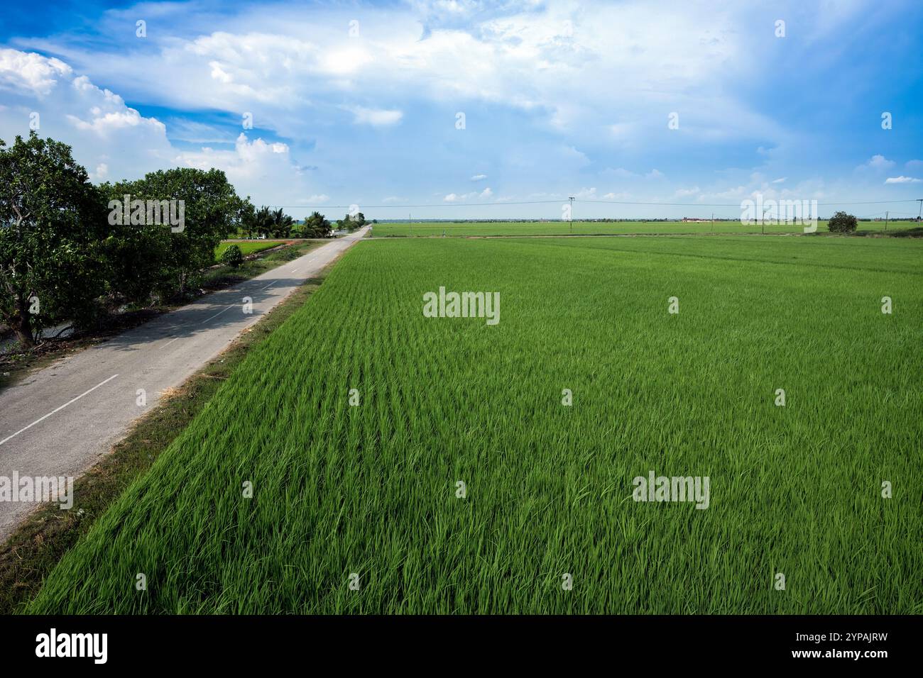Padi Field, Sekinchan, Malaysia - Sekinchan, which literally means ...