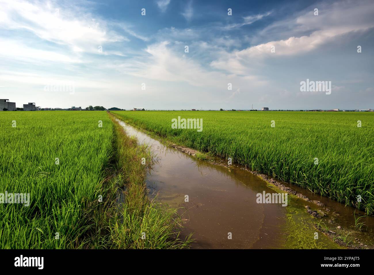 Padi Field, Sekinchan, Malaysia - Sekinchan, which literally means ...