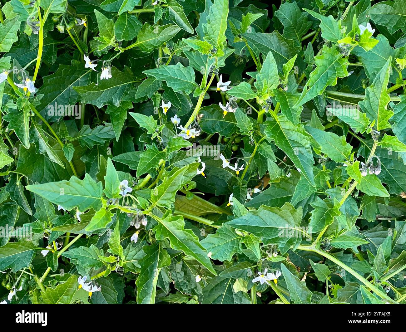 greenspot nightshade (Solanum douglasii Stock Photo - Alamy