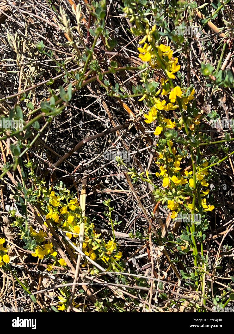 deerweed (Acmispon glaber Stock Photo - Alamy
