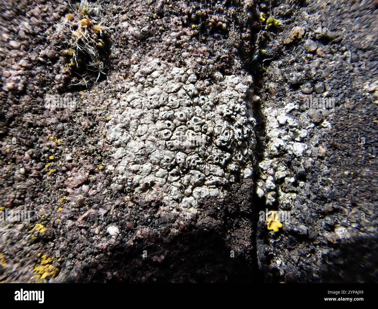 Chiseled Sunken Disk Lichen (Circinaria contorta Stock Photo - Alamy