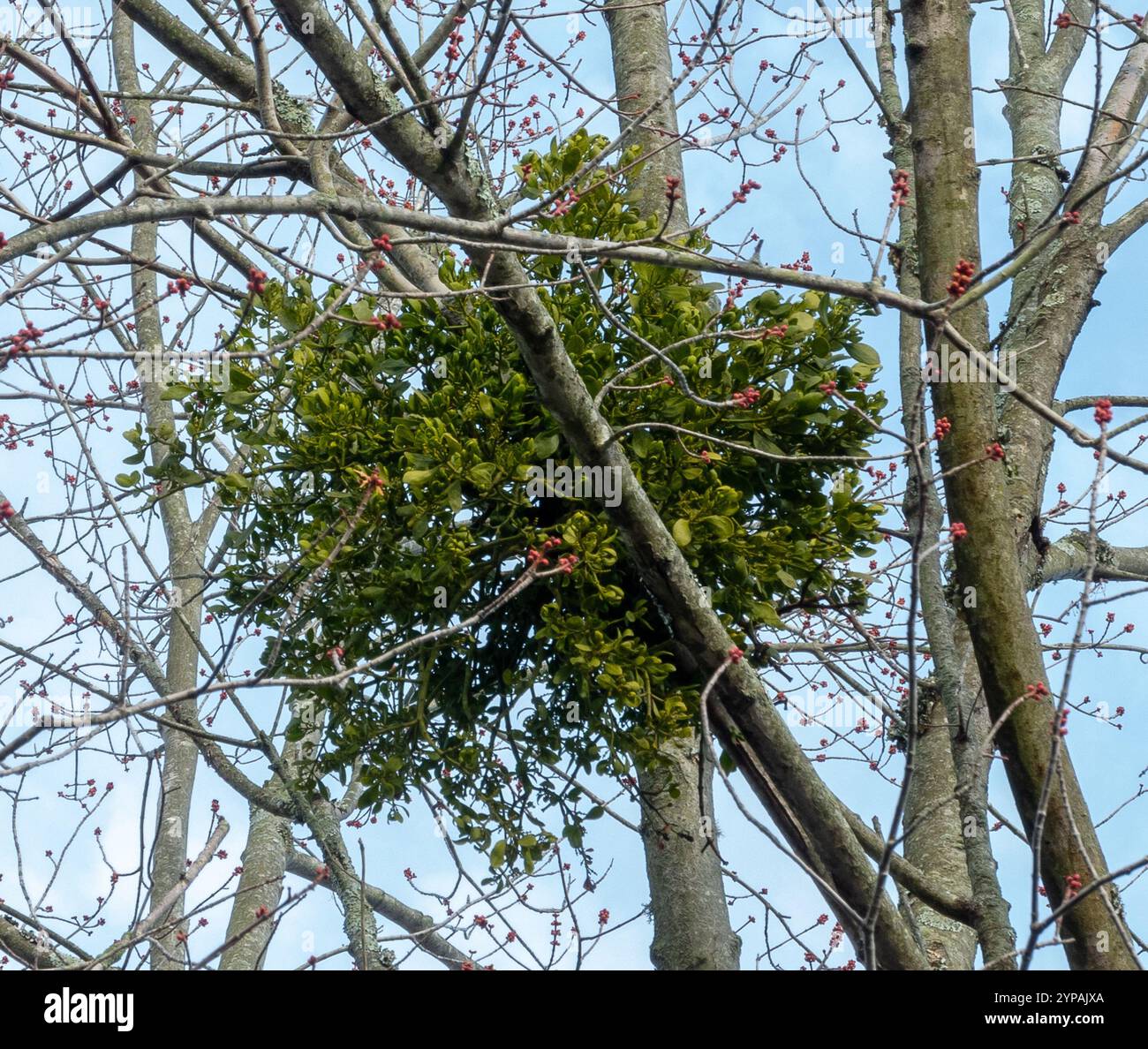 American Mistletoe (Phoradendron leucarpum Stock Photo - Alamy