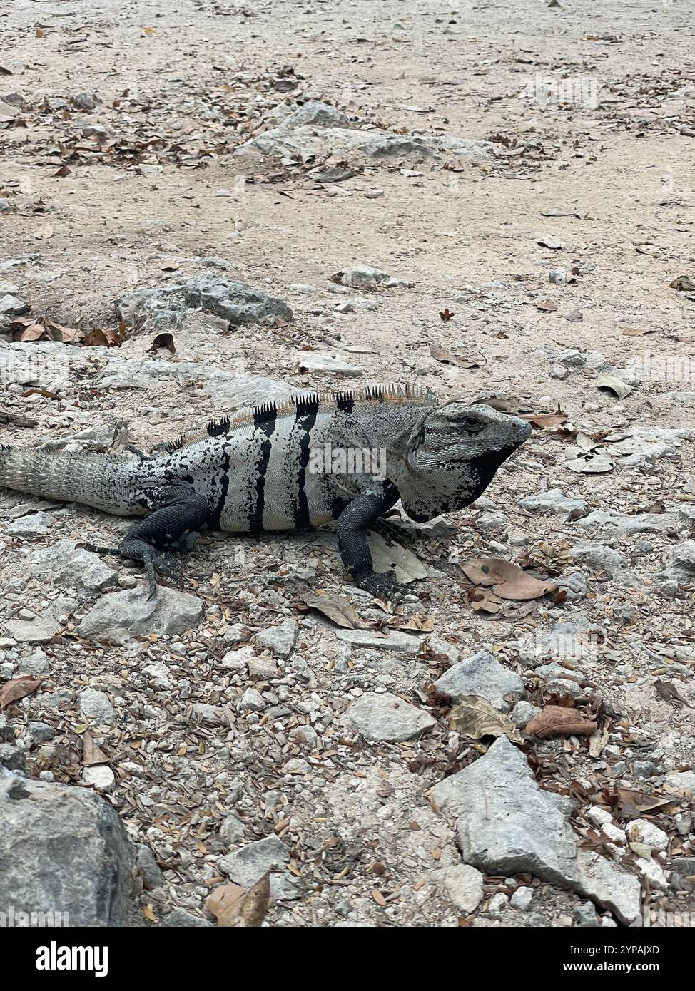 Black Spiny-tailed Iguana (Ctenosaura similis Stock Photo - Alamy