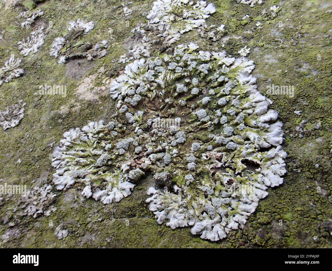 rosette lichens, frost lichens, and allies (Physciaceae Stock Photo - Alamy