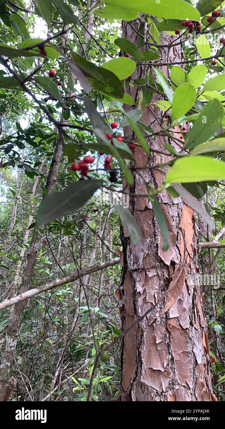 dahoon holly (Ilex cassine Stock Photo - Alamy