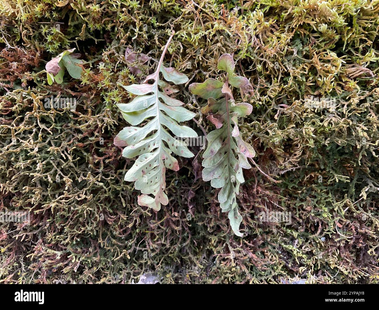 western polypody (Polypodium hesperium Stock Photo - Alamy