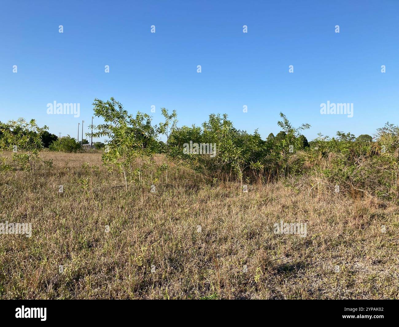 Earpod Wattle (Acacia auriculiformis Stock Photo - Alamy