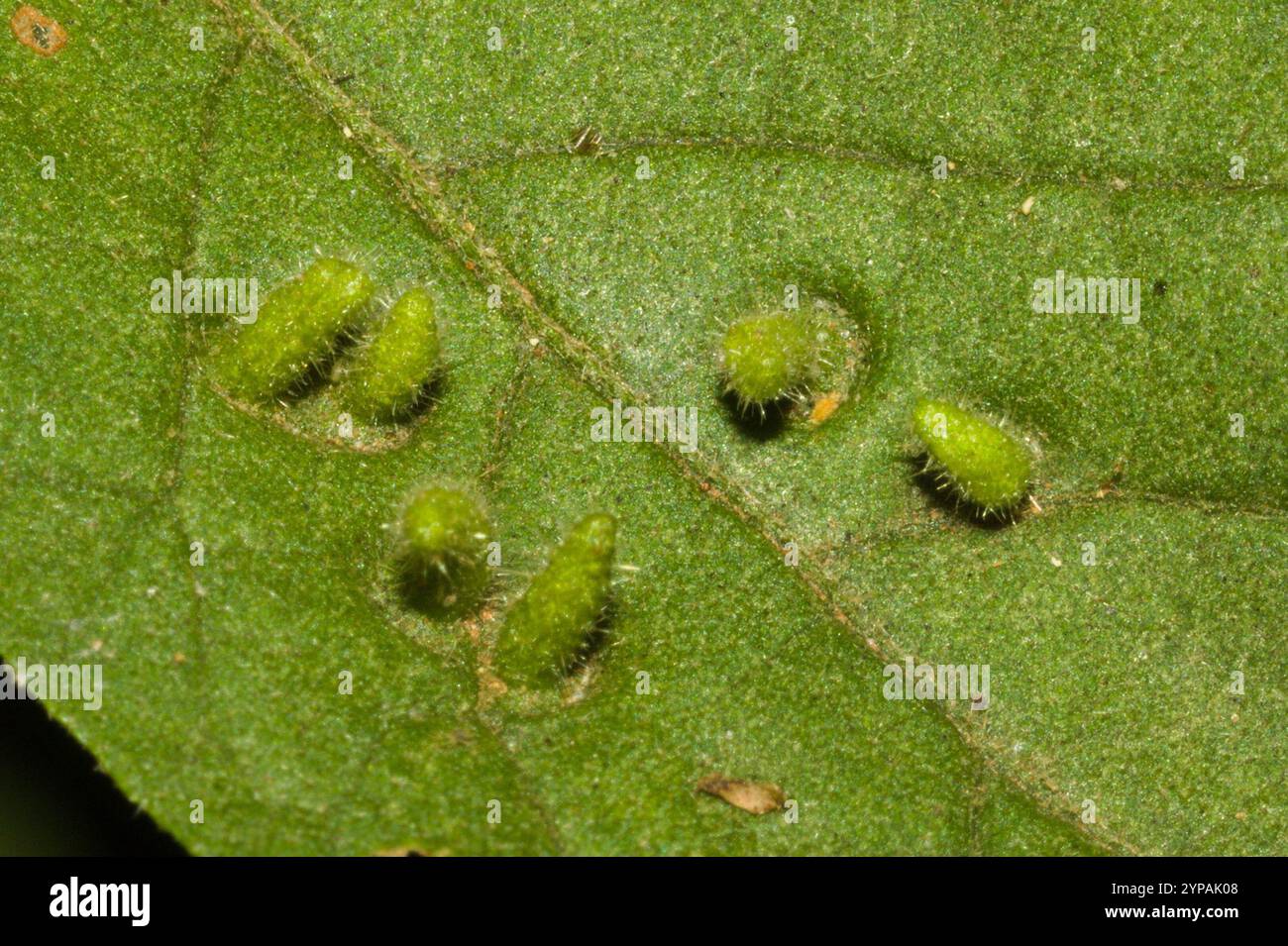 Gall and Rust Mites (Eriophyidae Stock Photo - Alamy