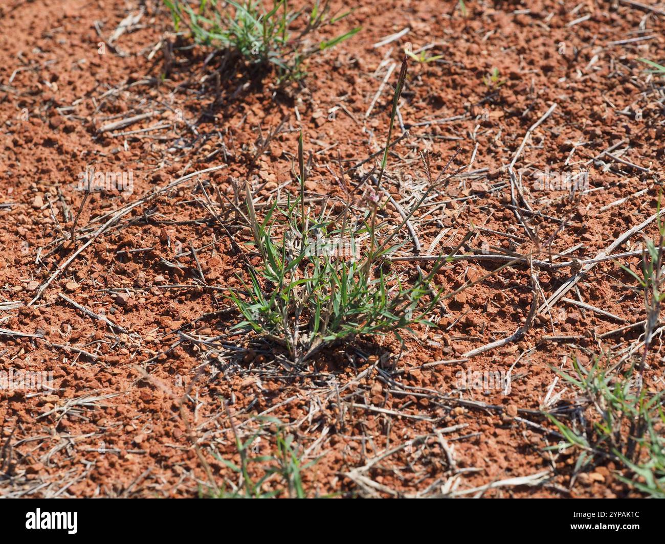 Bermuda grass (Cynodon dactylon Stock Photo - Alamy