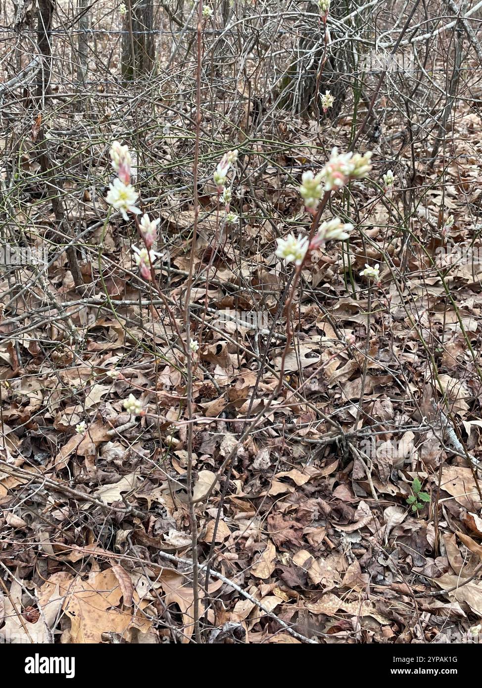 Running Serviceberry (Amelanchier stolonifera Stock Photo - Alamy