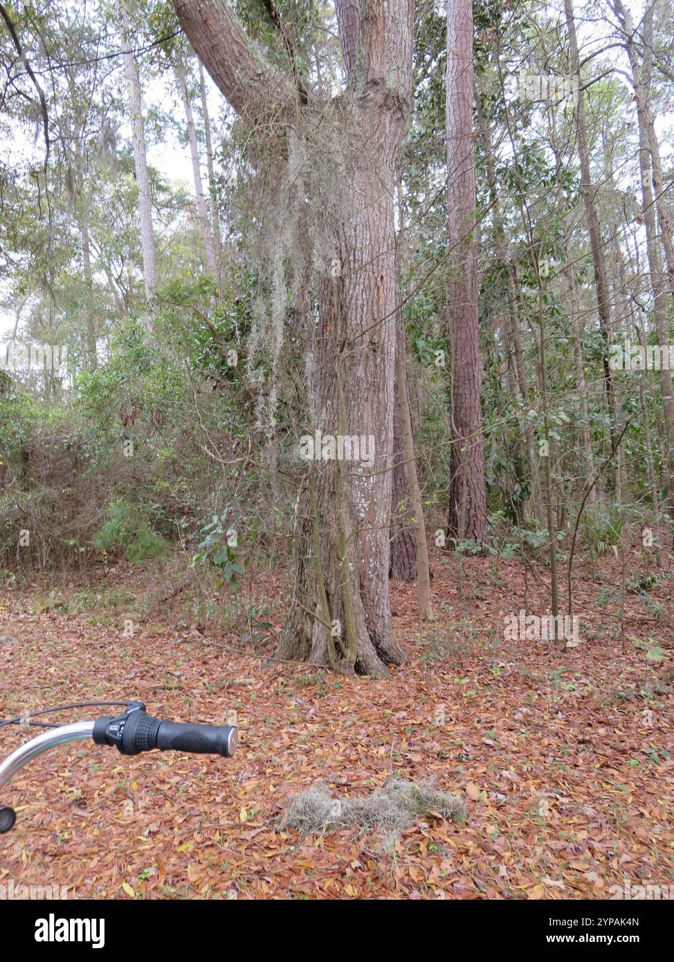 water oak (Quercus nigra Stock Photo - Alamy