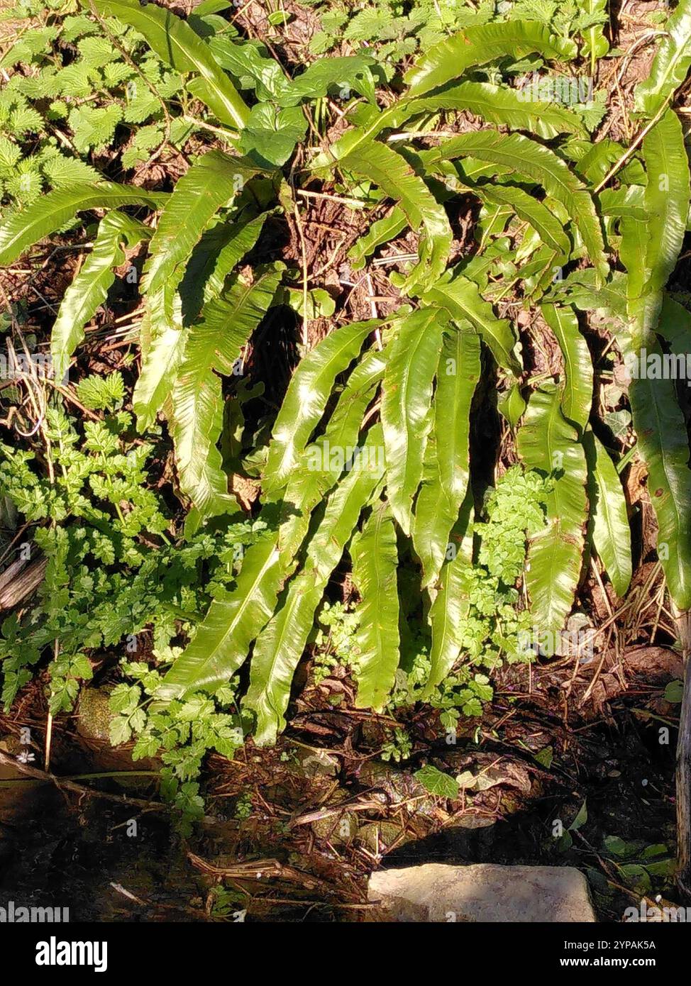 Hart's-tongue fern (Asplenium scolopendrium Stock Photo - Alamy