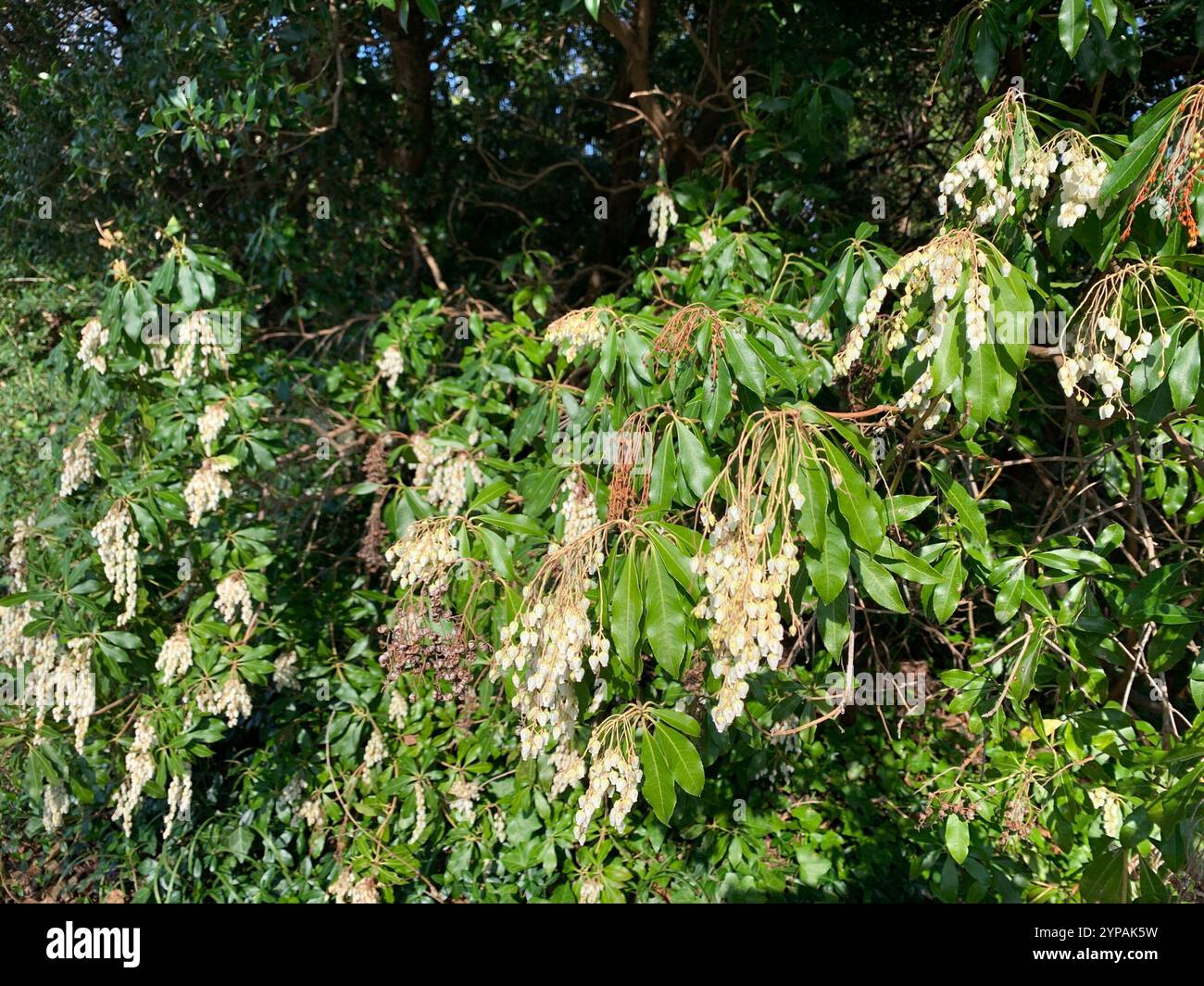 Japanese andromeda (Pieris japonica Stock Photo - Alamy