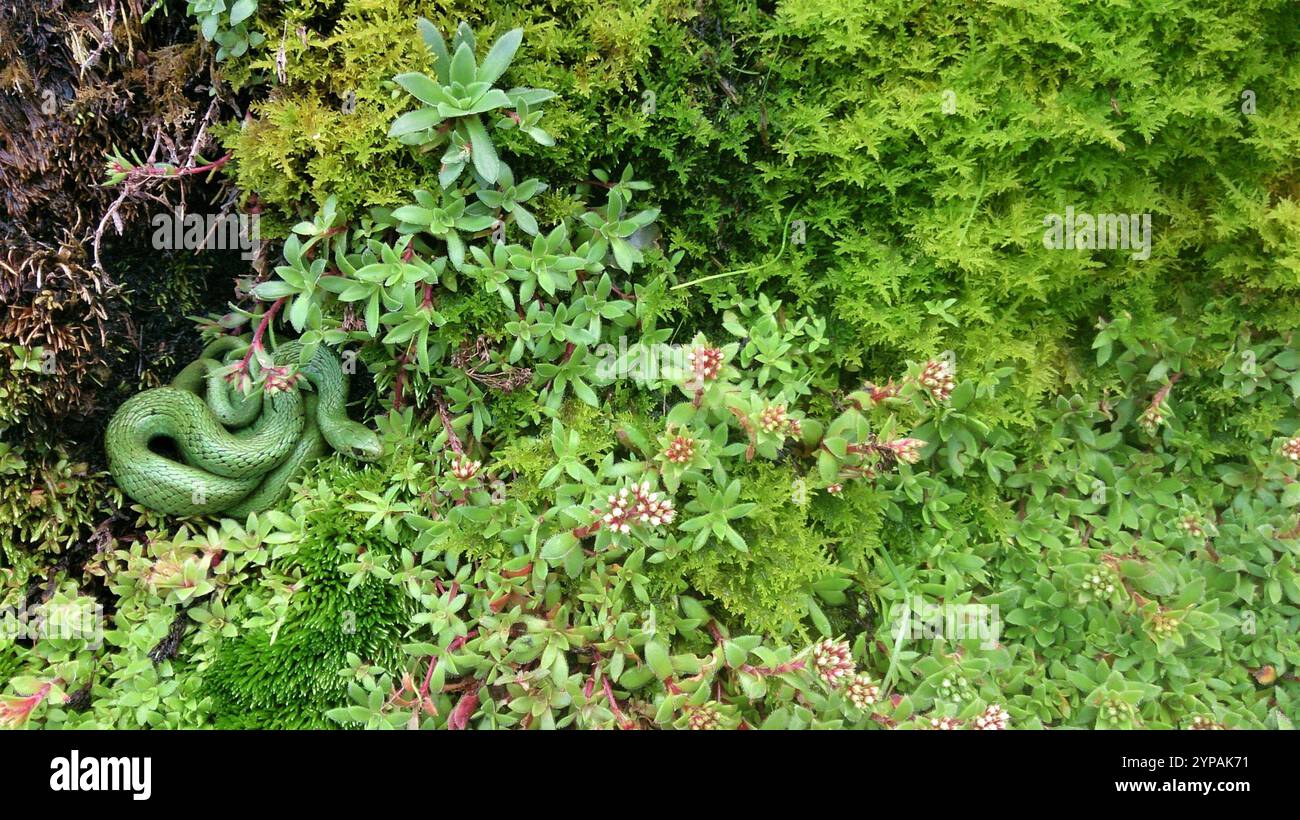 Cape Reed Snake (Amplorhinus multimaculatus Stock Photo - Alamy