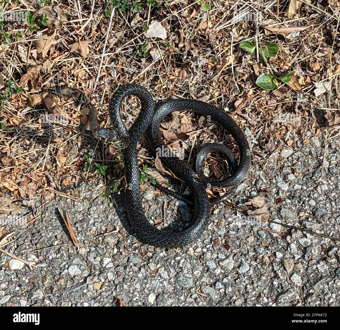 Green Whip Snake (Hierophis viridiflavus Stock Photo - Alamy