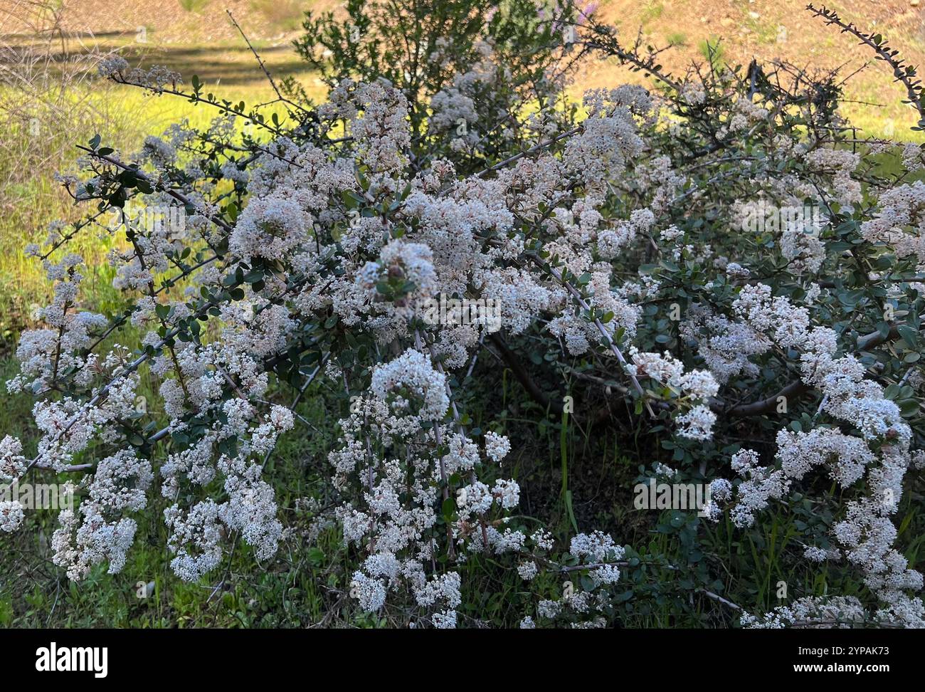 Buckbrush (Ceanothus cuneatus Stock Photo - Alamy