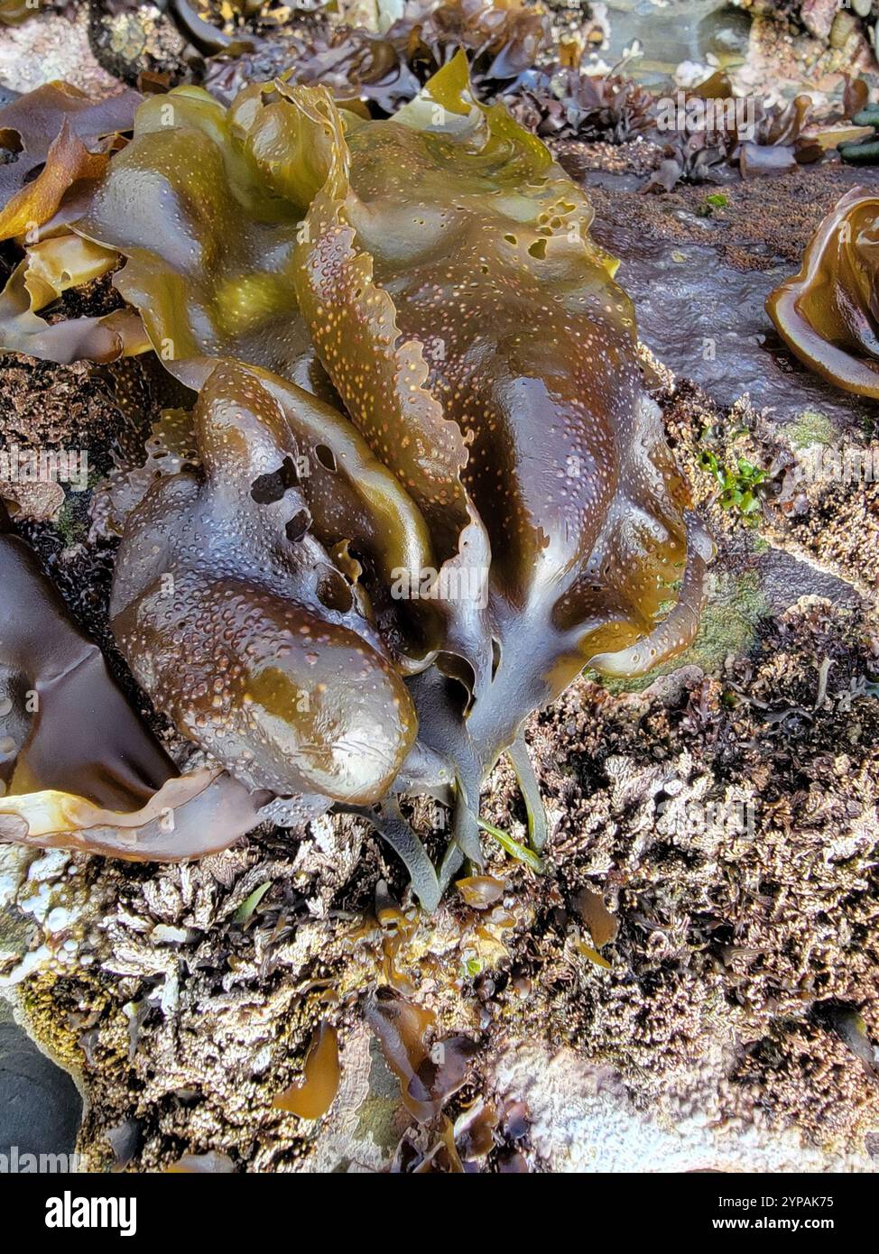 Iridescent Algae (Mazzaella Stock Photo - Alamy