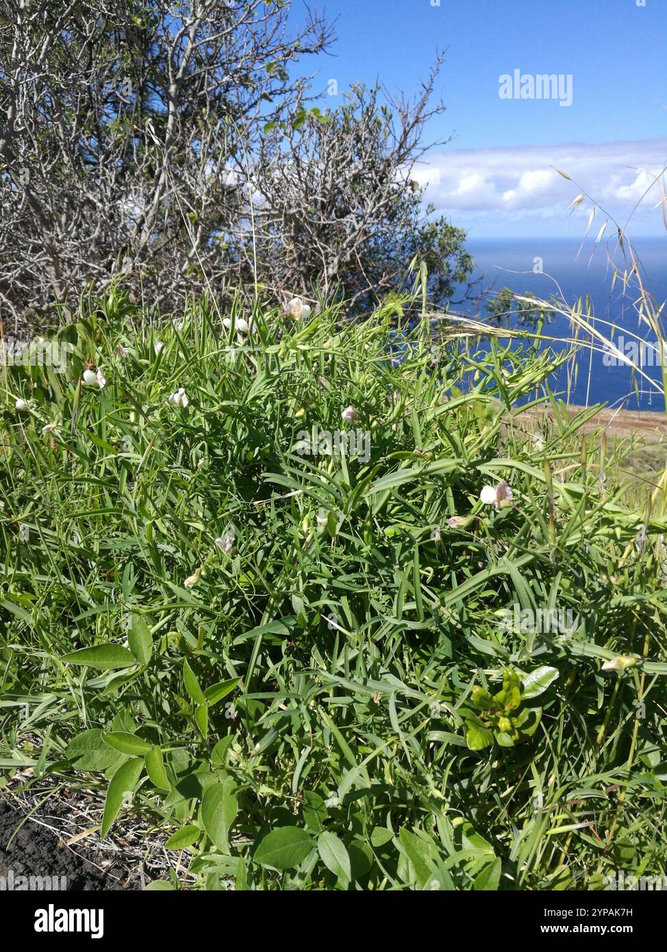 Indian pea (Lathyrus sativus Stock Photo - Alamy