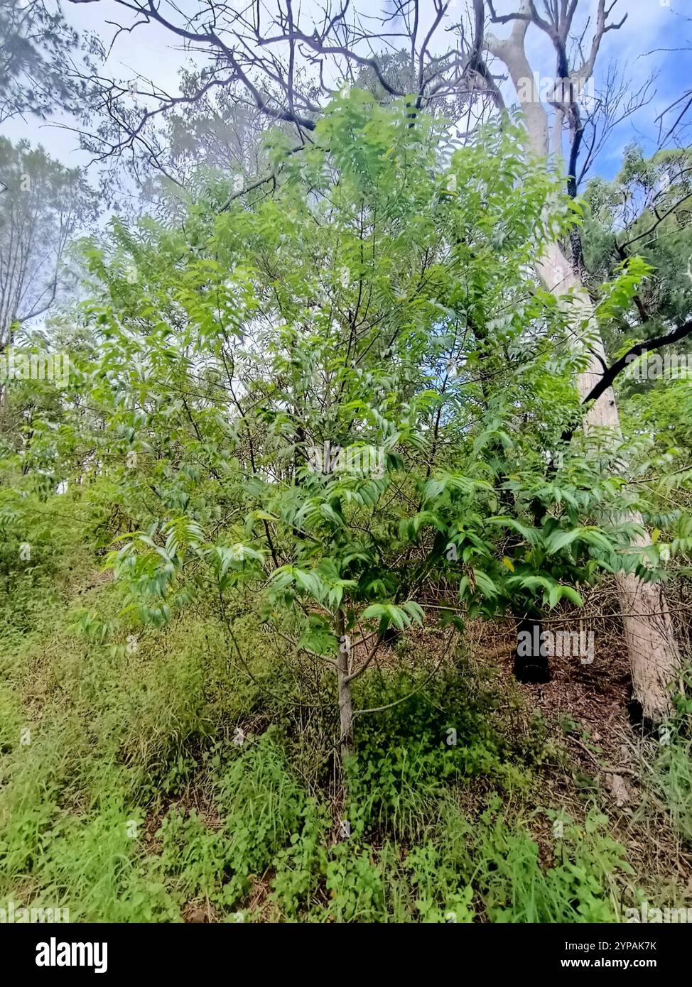 Nettle Tree (Trema tomentosa Stock Photo - Alamy
