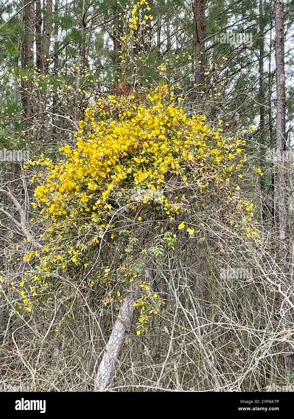 yellow jessamine (Gelsemium sempervirens Stock Photo - Alamy