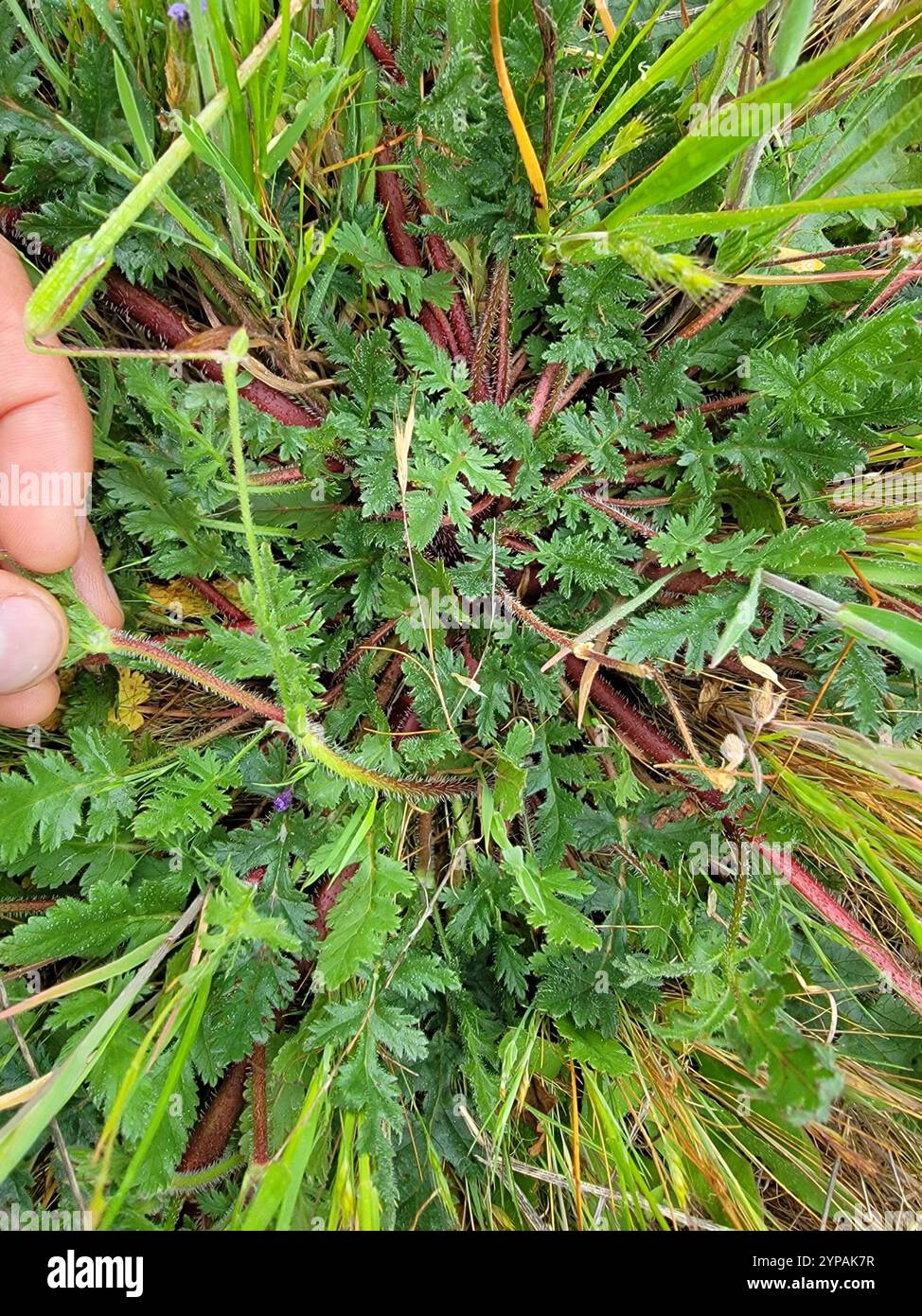 Mediterranean Stork's-bill (Erodium botrys Stock Photo - Alamy